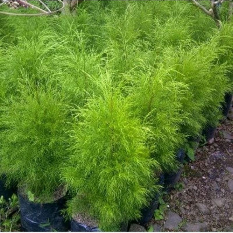 Jual cemara balon | Shopee Indonesia