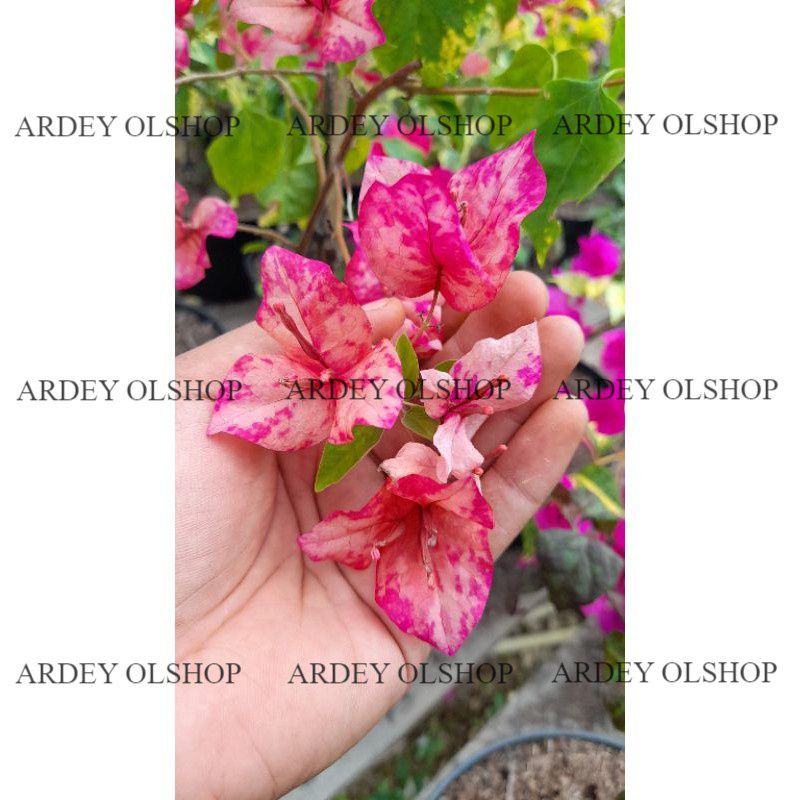 Jual TANAMAN HIAS BUGENVIL BUNGA KERTAS//RED SEPTEMBER | Shopee Indonesia