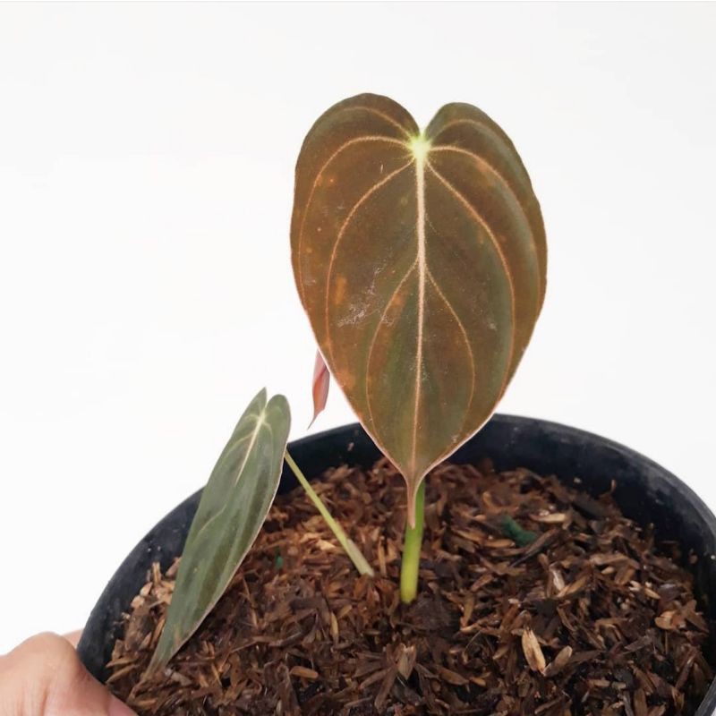 Jual Tanaman philodendron melano / tanaman hias philo milano | Shopee ...