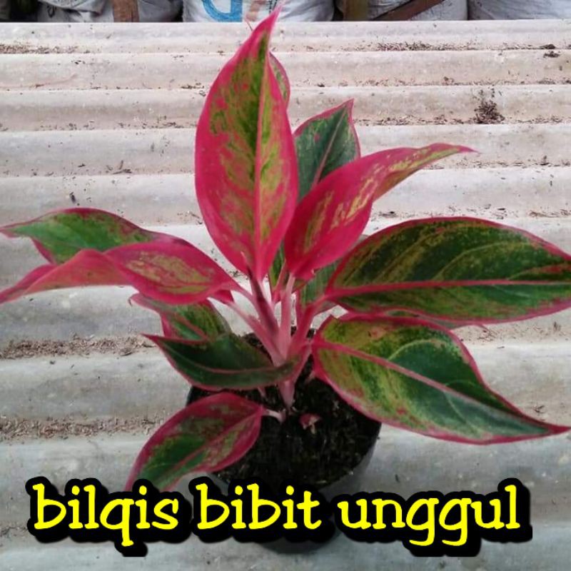 Jual bunga aglonema lipstik Siam Aurora/bunga aglonema lipstick Siam ...