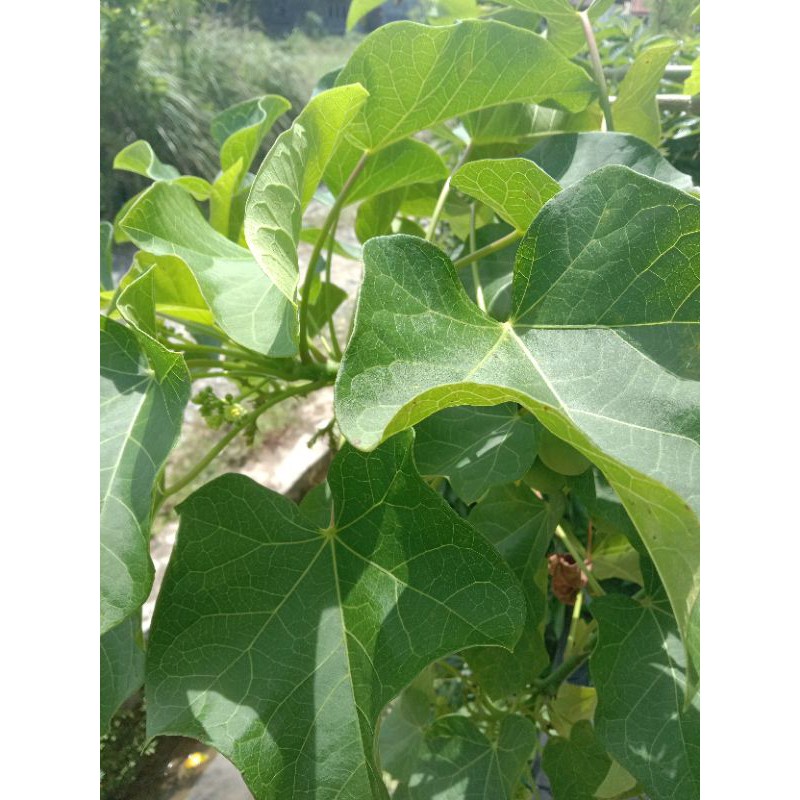 Jual 10 lembar Daun Herbal/ Daun Jarak | Shopee Indonesia
