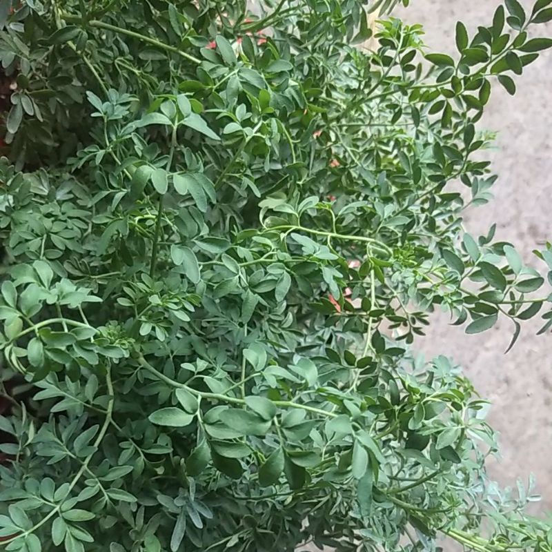 Jual Daun Inggu tanaman minim order 4 pohon | Shopee Indonesia