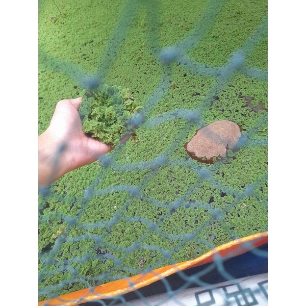 Jual Azolla microphylla 1 kg azola murah azolla pakan ternak | Shopee ...