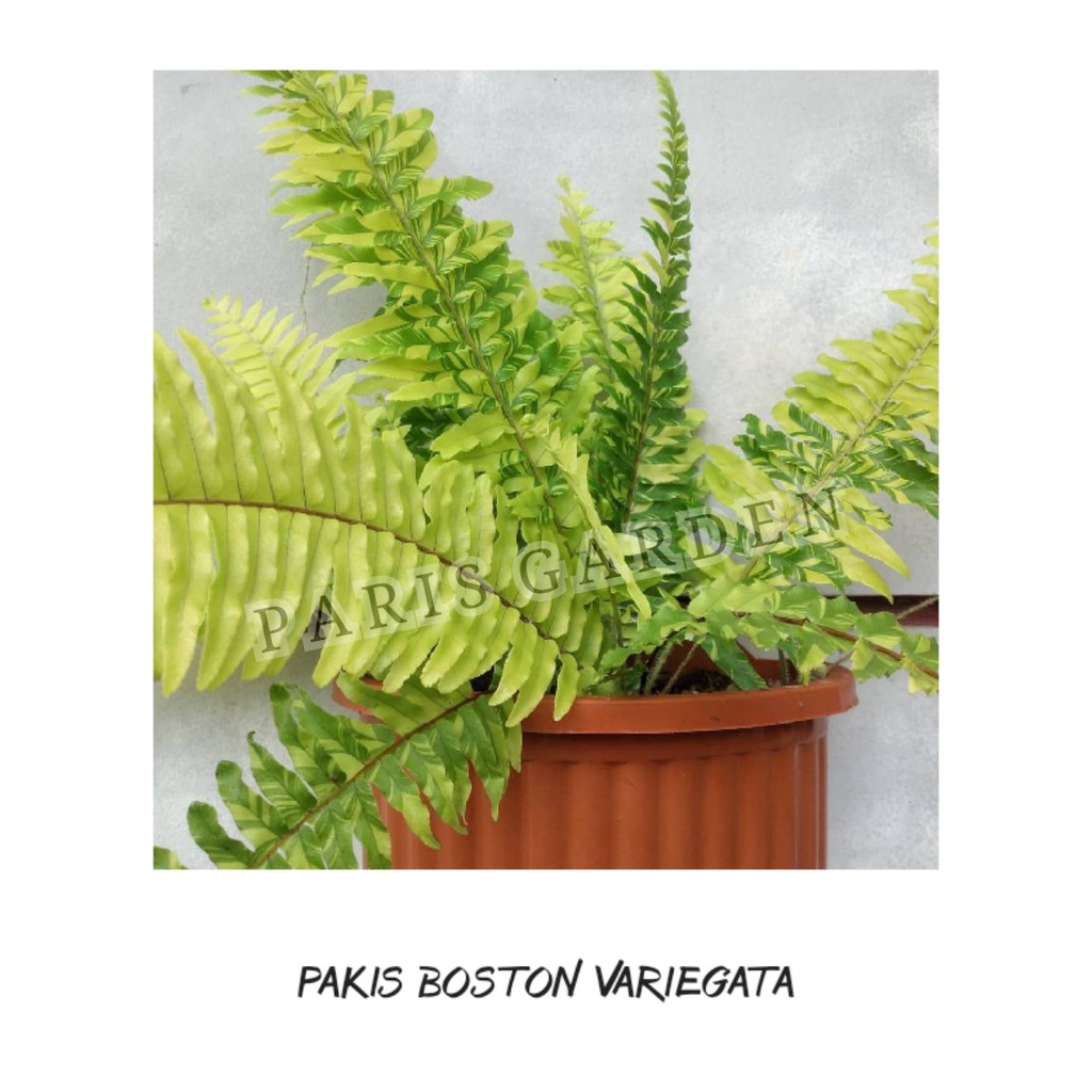 Jual TANAMAN PAKIS BOSTON VARIGATA DEWASA - PAKIS BOSTON VARIEGATA ...