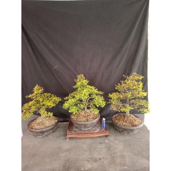 Jual bonsai jadi tinggal pajang..(legistrum kuning.)sudah indah ...