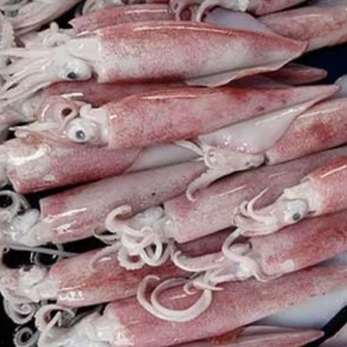 Jual Cumi Cumi Segar Fresh (BESAR) - 1kg | Shopee Indonesia