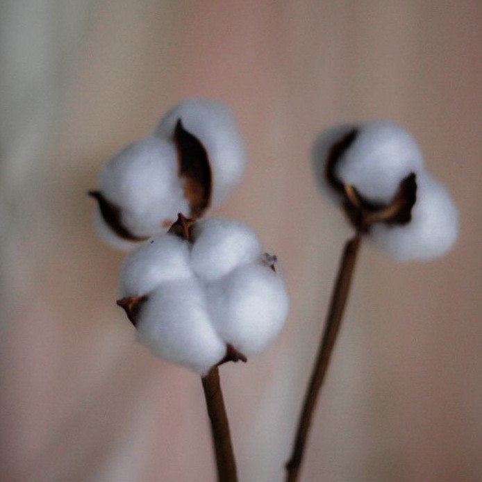 Jual Dried Flower Cotton / Bunga Kapas / Bunga Kering Import | Shopee ...