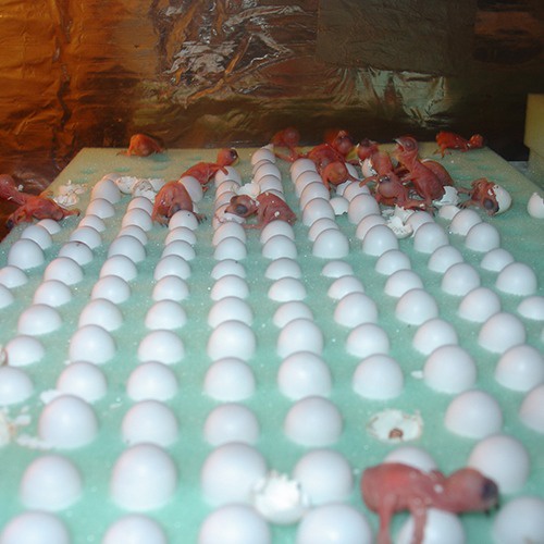 Jual Telur walet kualitas super - Telur walet asli 100% | Shopee Indonesia