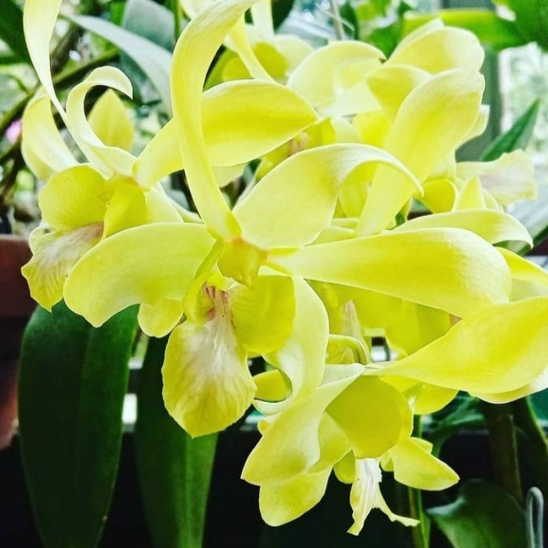 Jual seedling anggrek dendrobium Caesar green bibit anggrek dendrobium ...