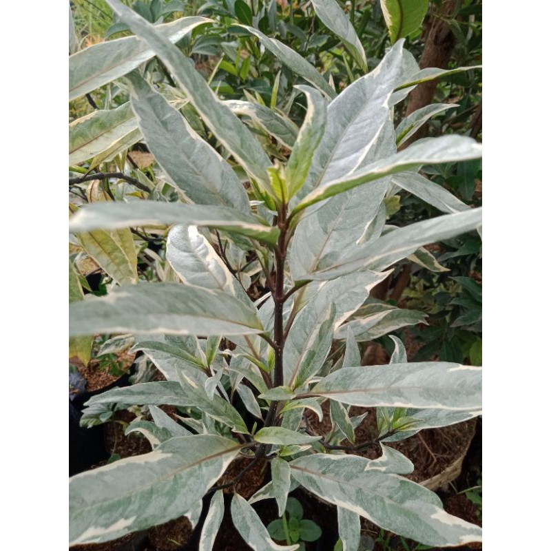 Jual tanaman Gandarusa varigata | Shopee Indonesia