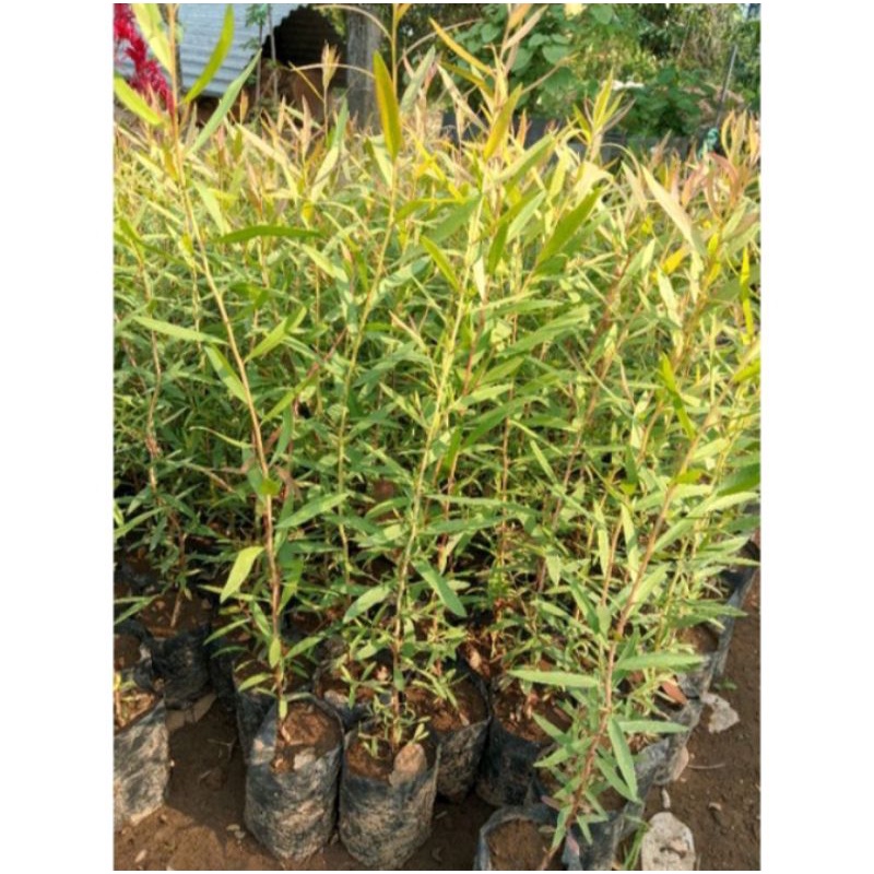 Jual Bibit tanaman pohon kayu putih | Shopee Indonesia