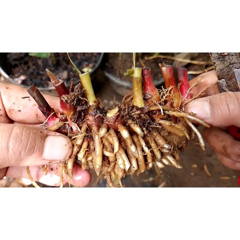 Jual Bangle Merah (Zingiber montanum) | Shopee Indonesia