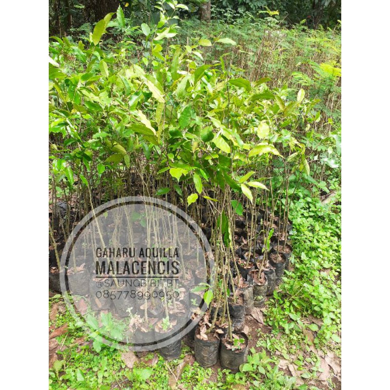 Jual Bibit Pohon Tanaman Gaharu Aquilla Malacencis - Tanaman Gaharu ...