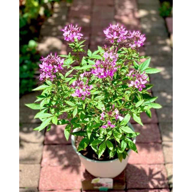 Jual Tanaman Hidup Bunga Hias CLEOME - Bunga Hidup Spider Flower ...