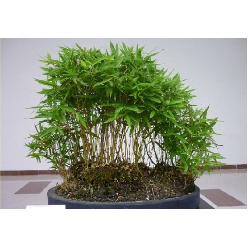 Jual TANAMAN JADI BAMBU MIKRO / MICRO | Shopee Indonesia