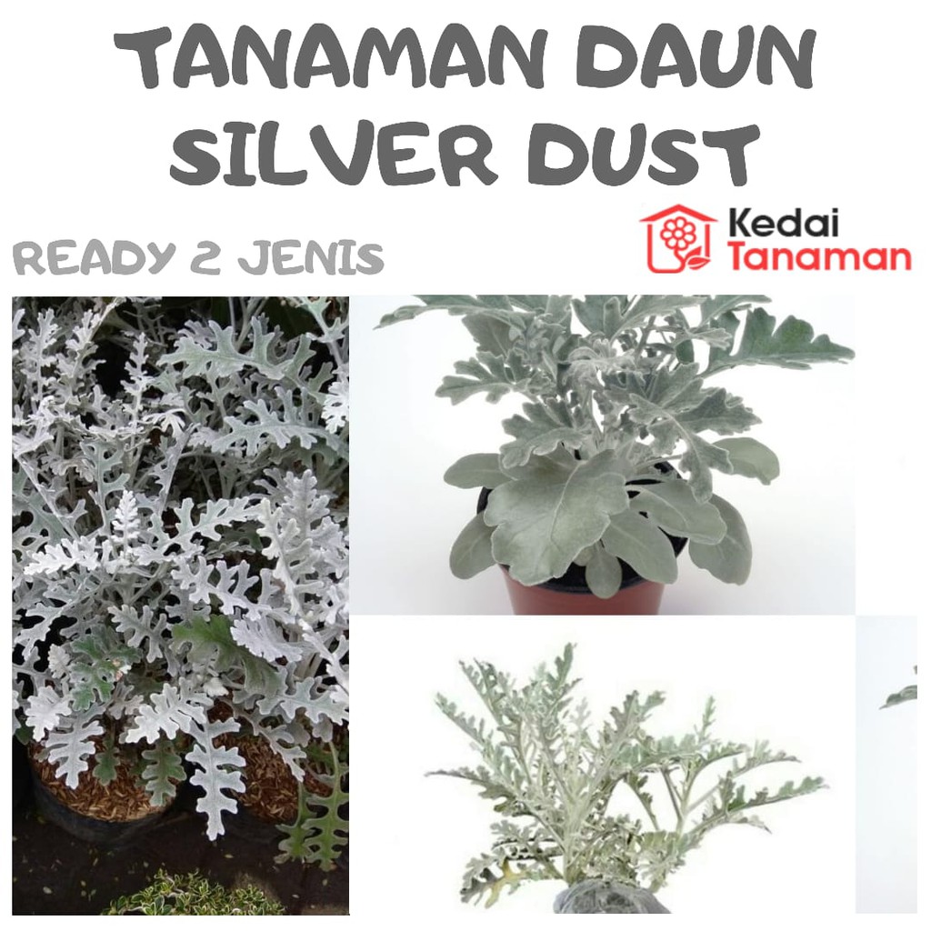 Jual Tanaman Hias Bunga Silver Dust - Daun Perak - Bunga Putri Salju ...