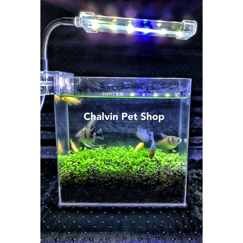 Jual Paket Aquascape Mini Aquarium | Shopee Indonesia