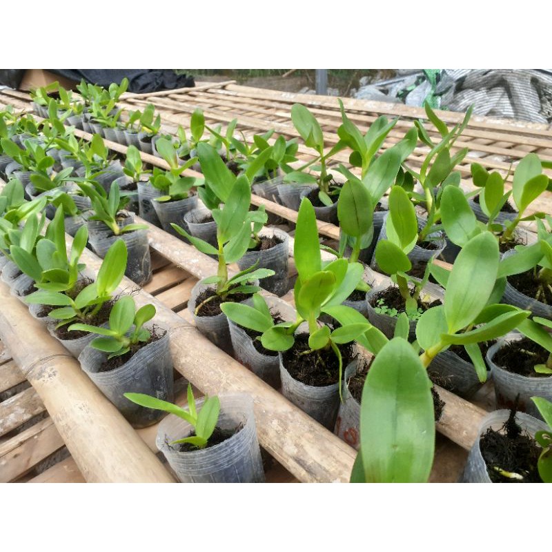 Jual Anggrek Dendrobium Dendro Bibit Anggrek Jogja | Shopee Indonesia