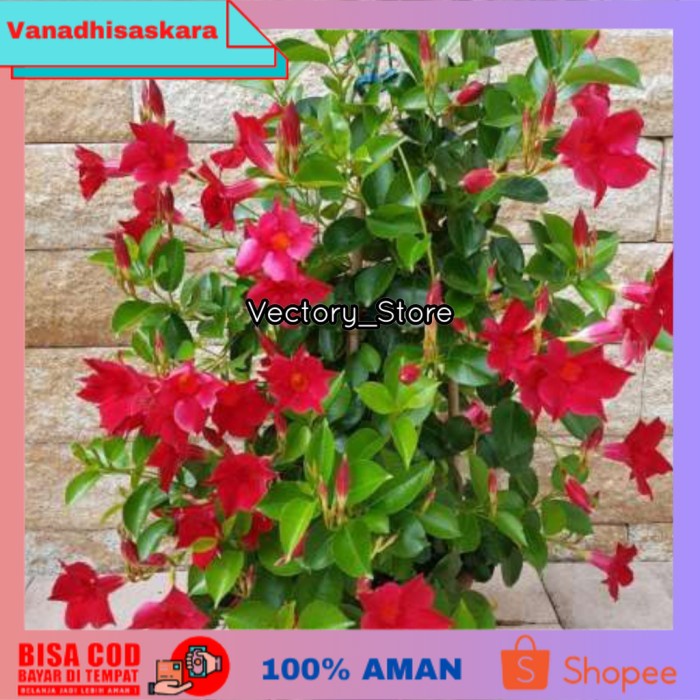 Jual (BISA COD) Tanaman Hias Rambat Bunga Red Mandevilla Atau Alamanda ...