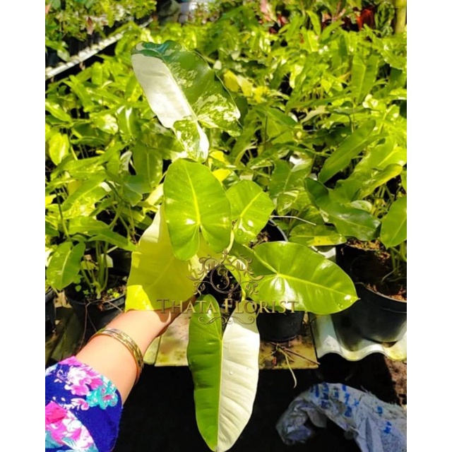 Jual PHILO BURLE MARX VARIGATA | Shopee Indonesia