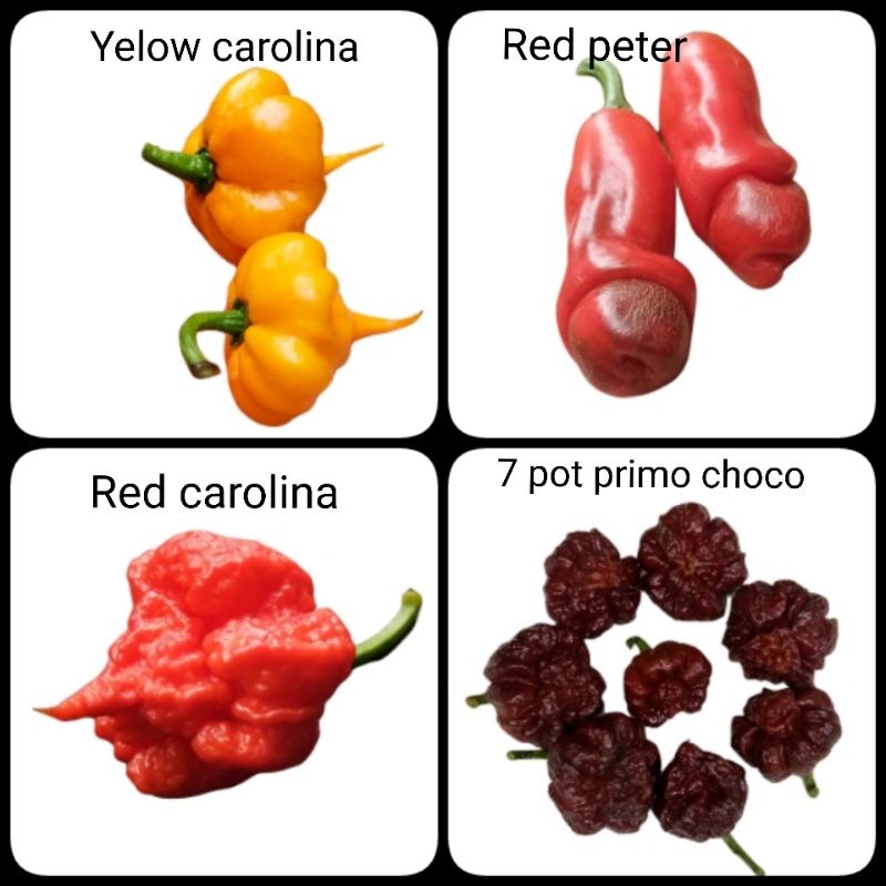 Jual Benih Biji Cabai Carolina Reaper Red-Carolina Reaper Yelow-Red ...