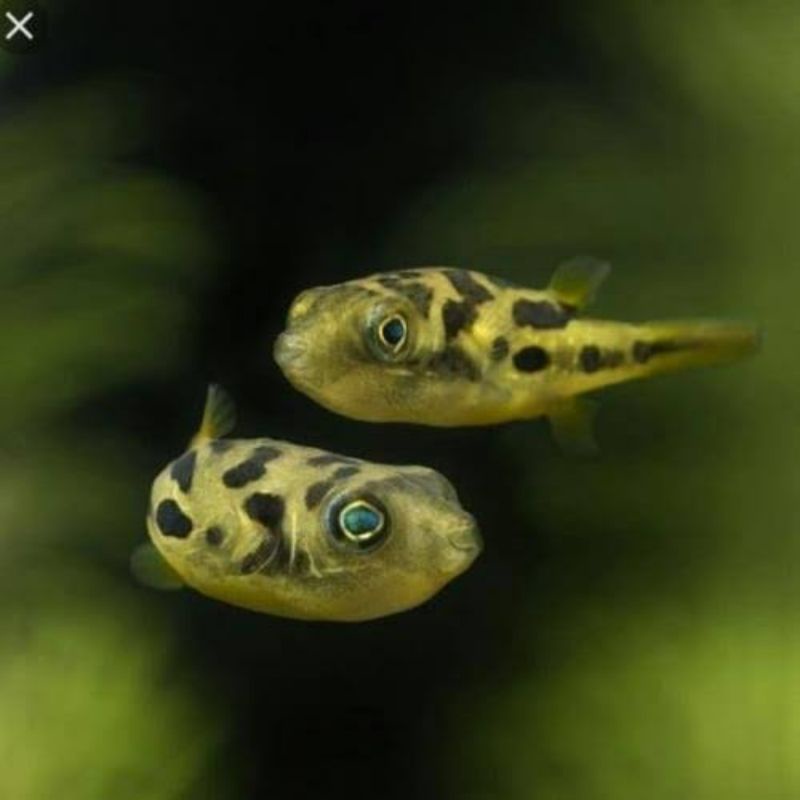 Jual Mini puffer/Indian mini puffer | Shopee Indonesia