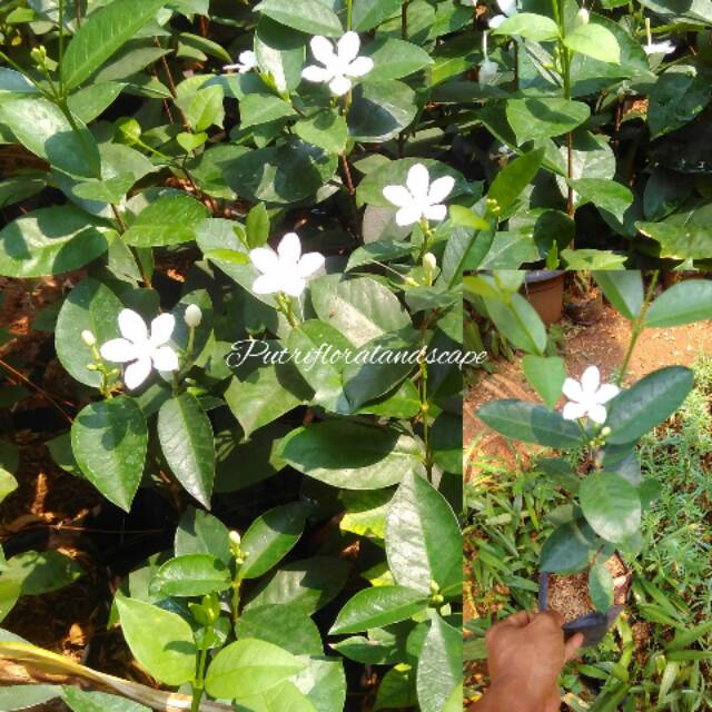 Jual Tanaman hias melati yasmin - bibit - melati yasmin | Shopee Indonesia
