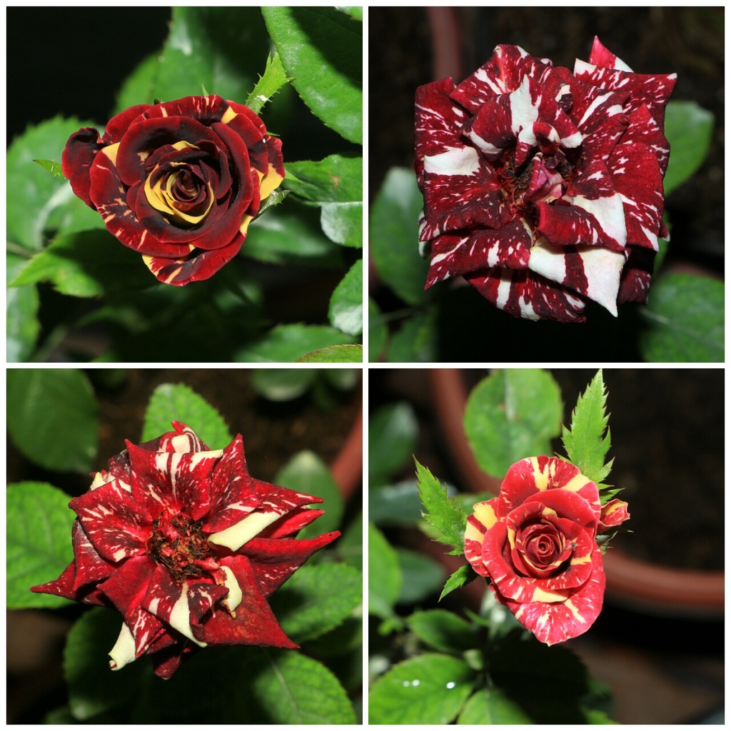 Jual Bibit Tanaman Hias Mawar Batik Bisa Pilih Warna Kondisi Berbunga ...