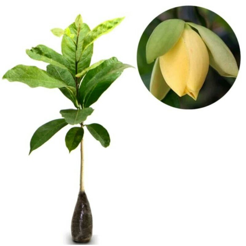 Jual Bibit Bunga Cempaka Telor Gondok Kuning/Magnolia Liliifera Wangi ...