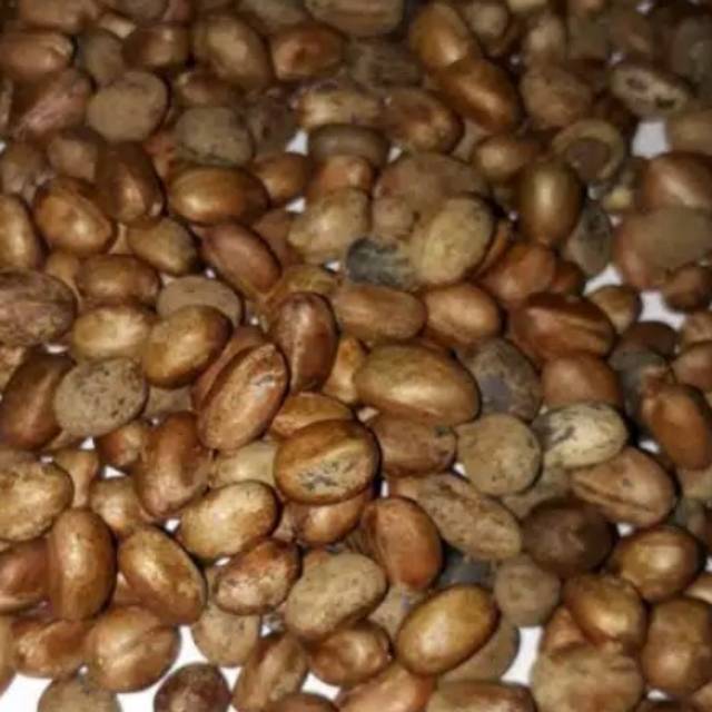 Jual OBAT DIET HERBAL ALAMI BIJI PELANGSING TUBUH ALAMI KACANG POLOKYO ...