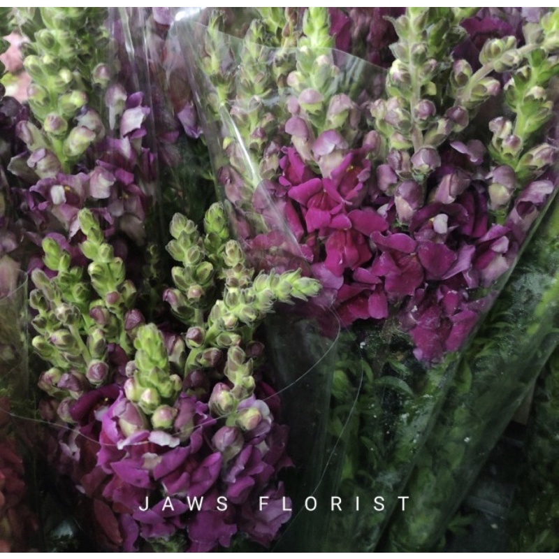 Jual Bunga Snapdragon Fresh | Shopee Indonesia