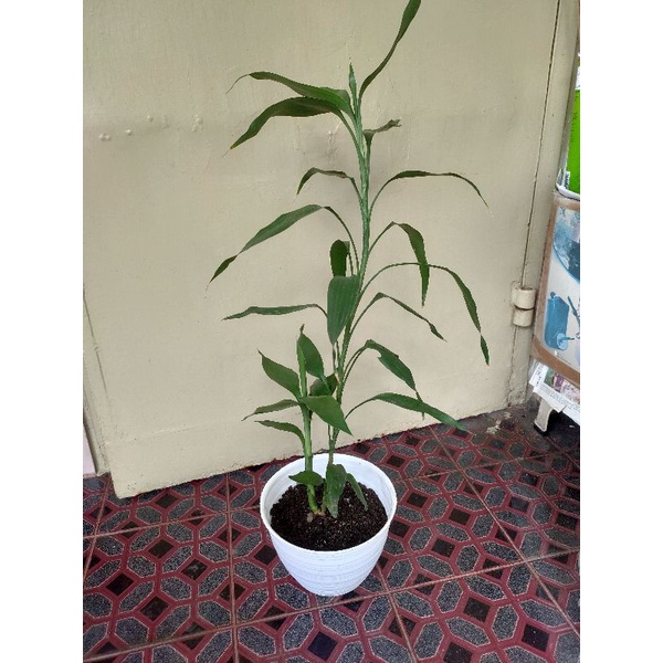 Jual tanaman hias bambu rezeki lucky bamboo bambu hoki keberuntungan ...