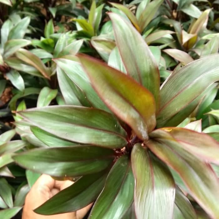 Jual Tanaman Hias Hanjuang Mini Merah | Shopee Indonesia