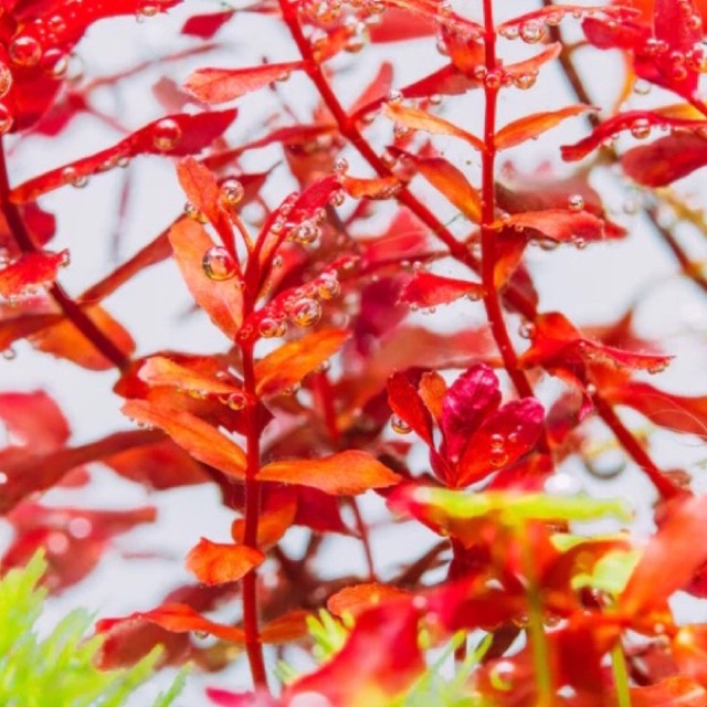 Jual Rotala Macandra Mini Butterfly - Tanaman Aquascape Aquarium ...