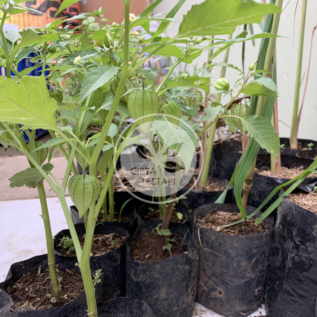 Jual Bibit Tanaman Ciplukan Bibit Tanaman Buah Cecendet Tanaman ...