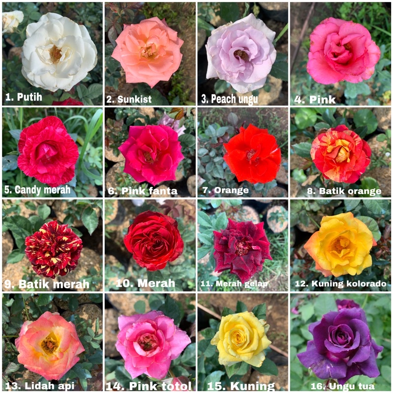 Jual Tanaman Hias Aneka Bunga Mawar Holland Bisa Pilih Warna (Sudah ...