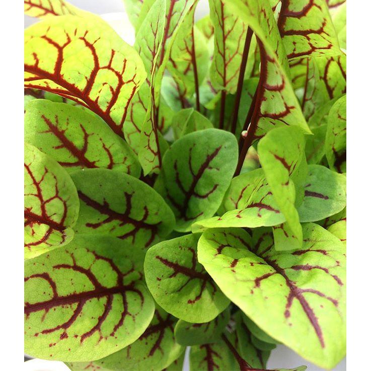 Jual Daun Red Veined Sorrel Leaf Sorel Merah Edible Flower Bunga Edibel ...