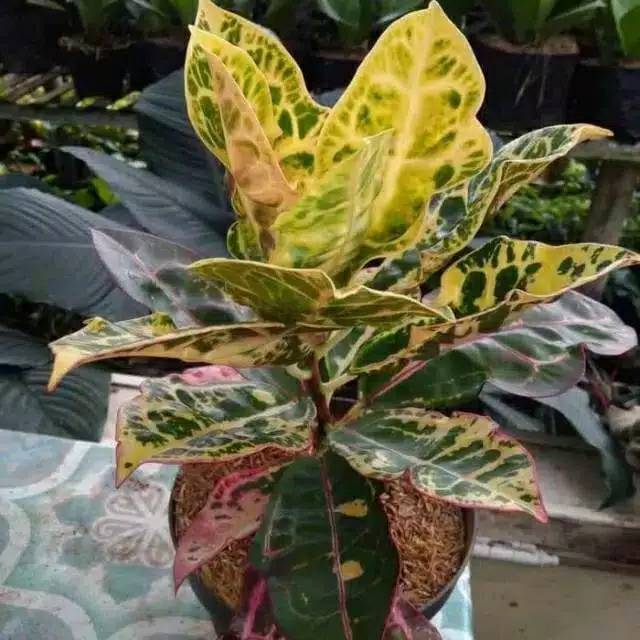 Jual Tanaman hias puring kura tanaman hias puring kura kuning merah ...
