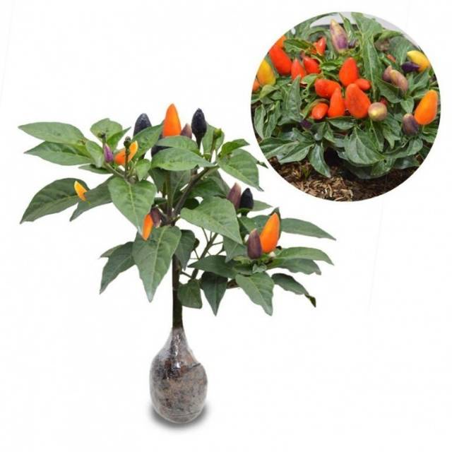 Jual Cabai pelangi - Tanaman Hias Konsumsi Cabe / Cabai / Lombok ...