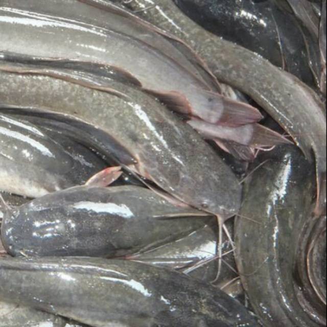 Jual Ikan Lele Segar Fresh Fish 1 Kg Pasar Online Makassar | Shopee ...