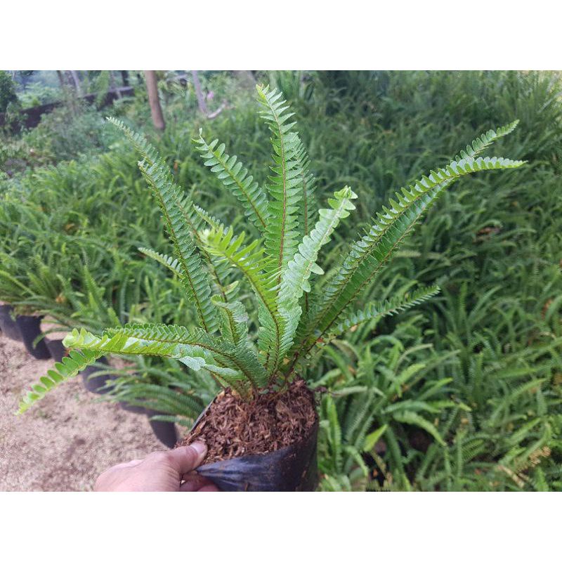Jual Tanaman hias nephrolepis exaltata / pakis kelabang / pohon pakis ... Jual Tanaman hias nephrolepis exaltata / pakis kelabang / pohon pakis ...