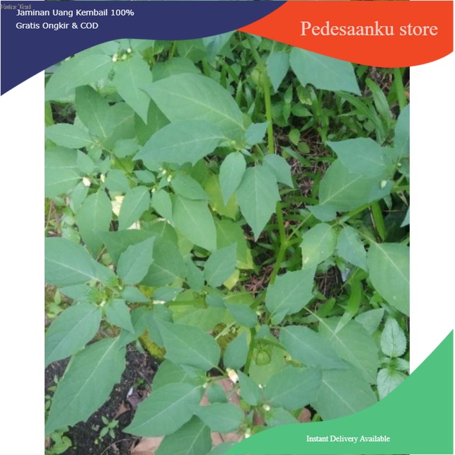 Jual daun CIMPLUKAN segar/cecenet / pohon cimplukan fres 500gram COD ...