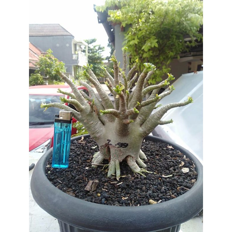 Jual adenium karakter.adenium prokar.adenium godji x bf mkmk | Shopee ...