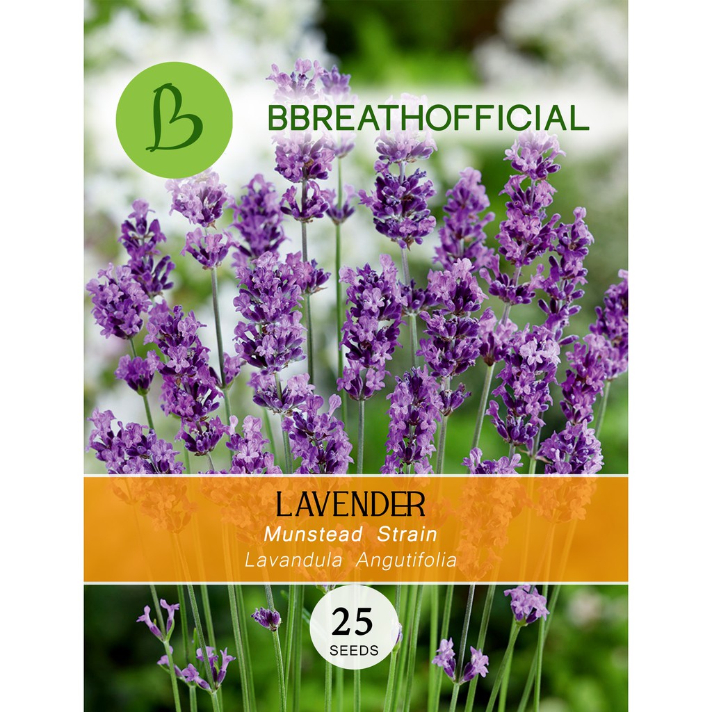 Jual Seeds Lavender Munstead Strain-Bibit Lavender Import isi 25 biji ...
