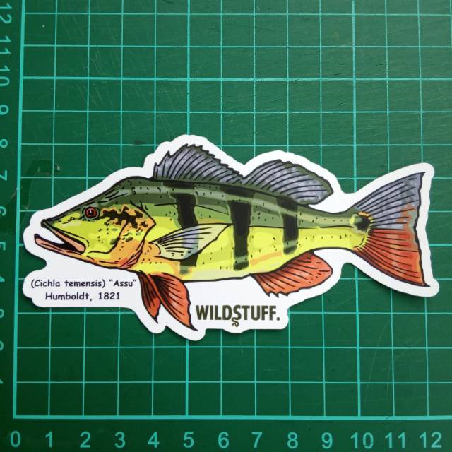 Jual Sticker Wildstuff - peacock bass pbass Cichla temensis assu ...
