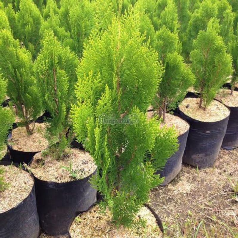 Jual Tanaman Cemara Kipas - Bibit Tanaman Cemara Kipas | Shopee Indonesia
