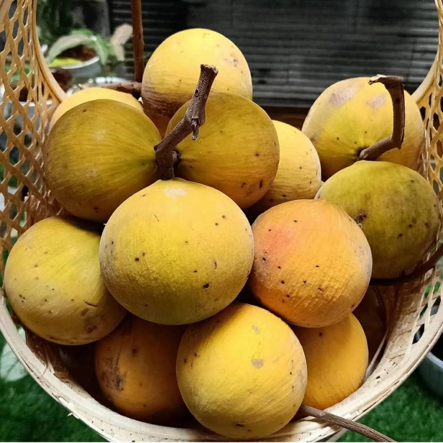 Jual Buah Kecapi Manis (Kg) | Shopee Indonesia Jual Buah Kecapi Manis (Kg) | Shopee Indonesia