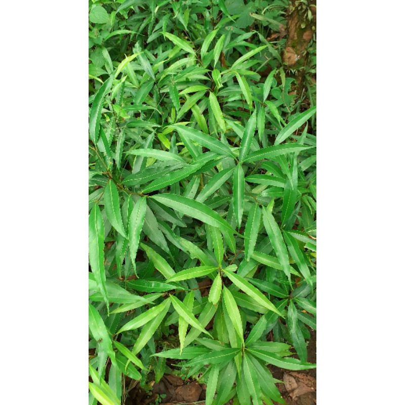 Jual Bibit Pohon Kilemo- Tanaman Hutan Lemo - Litsea Cibuba L | Shopee ...