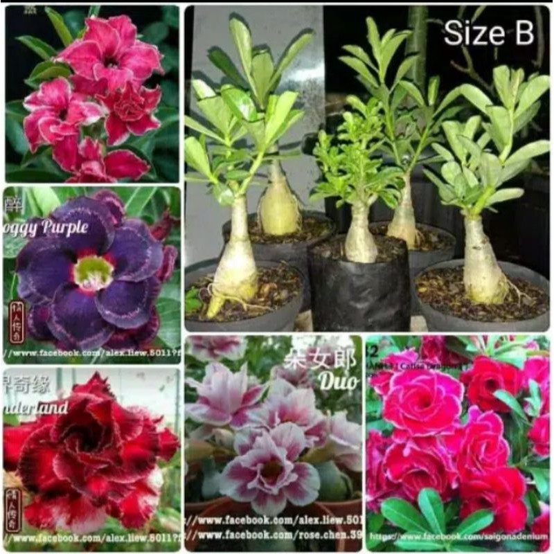 Jual Paket 5 jenis tanaman hias kamboja jepang-adenium | Shopee Indonesia