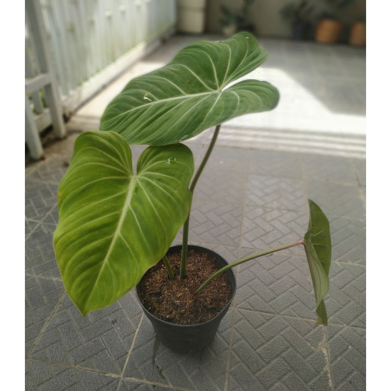 Jual Philodendron Gloriosum | Philo Gloriosum | Shopee Indonesia